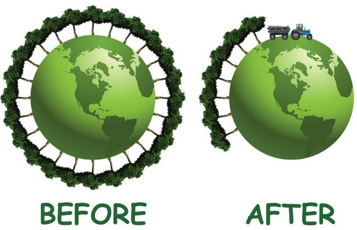 Forest then and Now – Gulshan Primary IV, Karachi